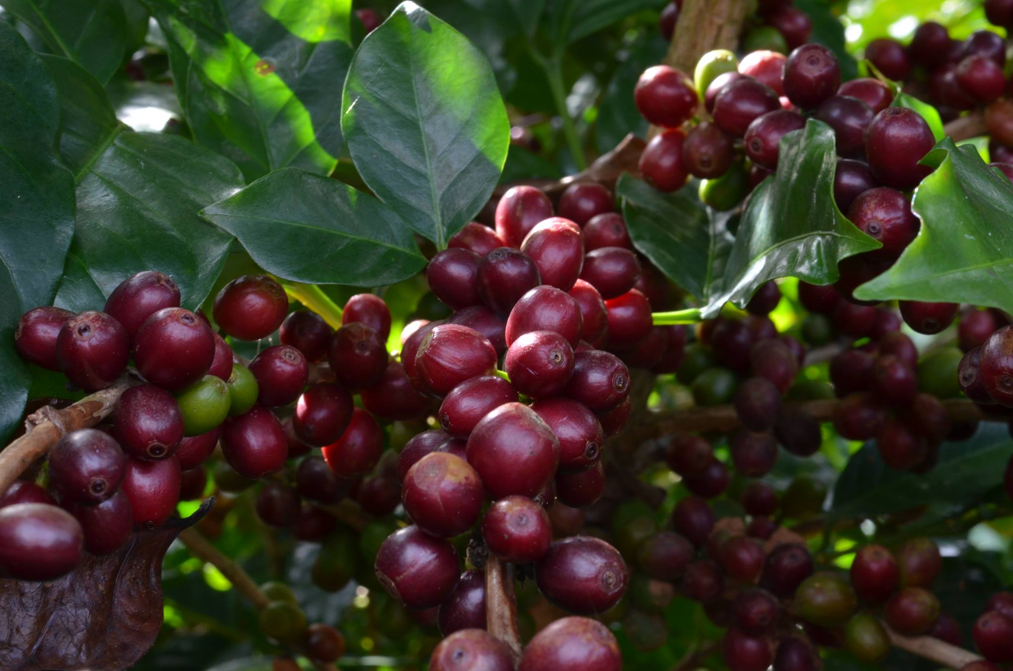 Yunnan Coffee - The Wandering Moose Café